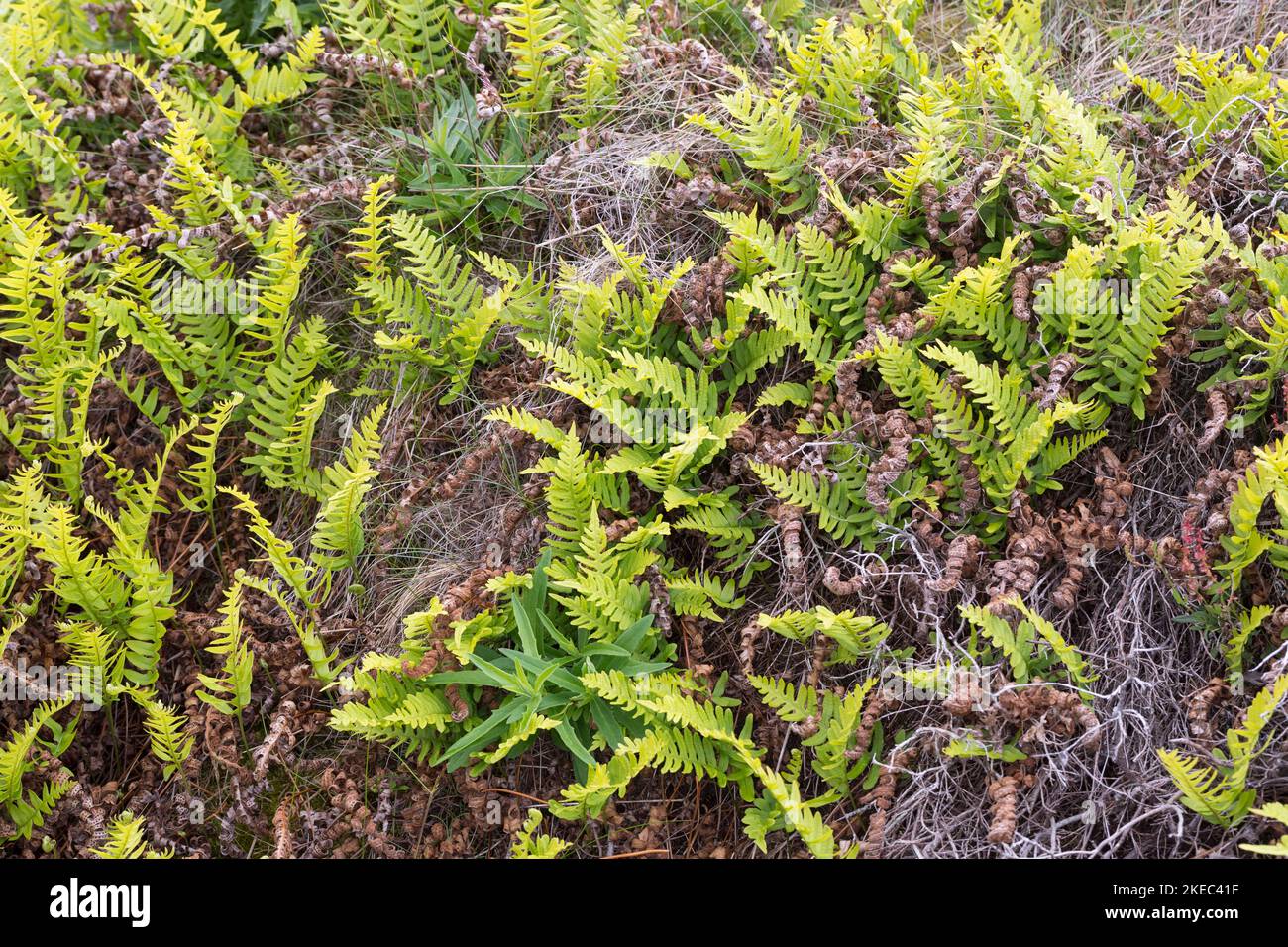 Gewöhnlicher Tüpfelfarn, Tüpfelfarn, Engelsüß, Engelsüss, Steinfarn ...