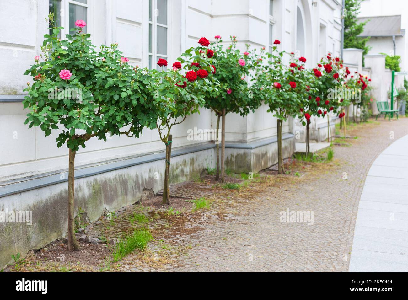 Rose bush, wall, Putbus, Rügen Island, Mecklenburg-Western Pomerania ...