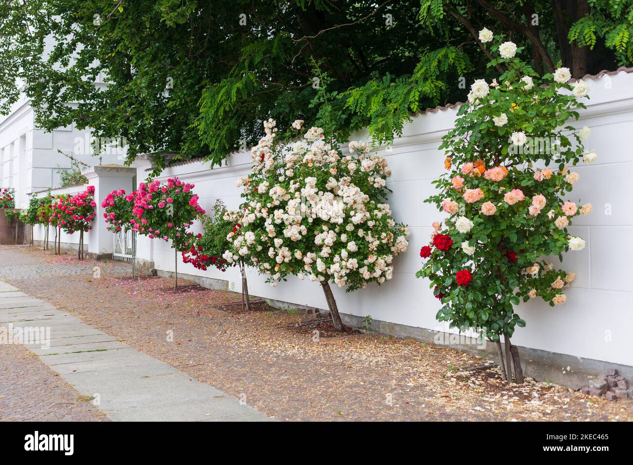 Rose bush, wall, Putbus, Rügen Island, Mecklenburg-Western Pomerania ...