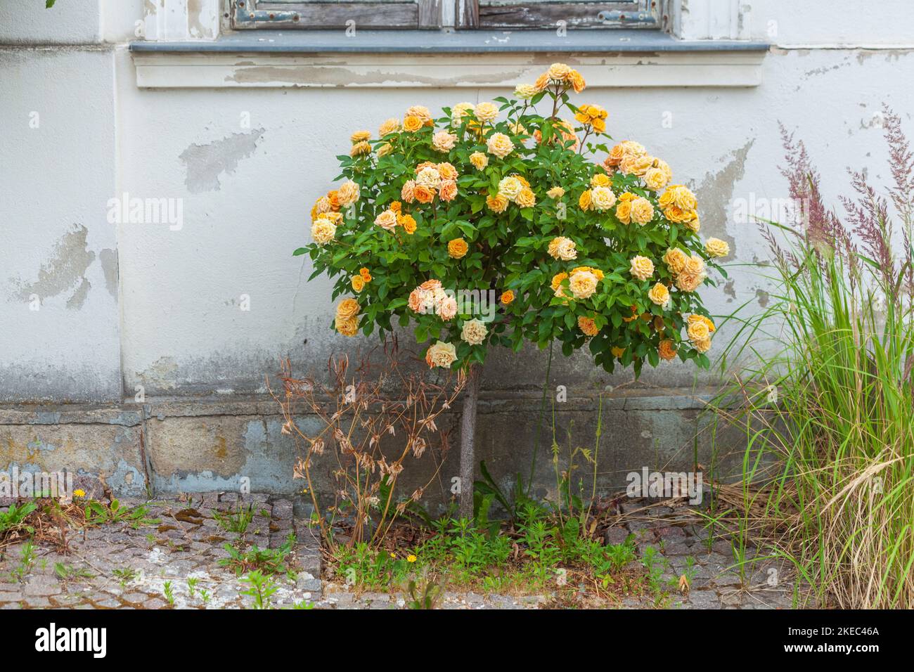 Rose bush, wall, Putbus, Rügen Island, Mecklenburg-Western Pomerania ...