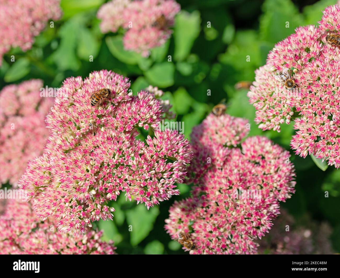 Red flowering sedum plant, Hylotelephium telephium Stock Photo - Alamy