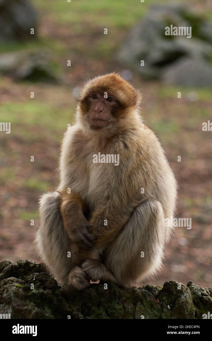 Macaca sylvanus, Berberaffe, Magot, Barbary macaque, Barbary ape Stock ...