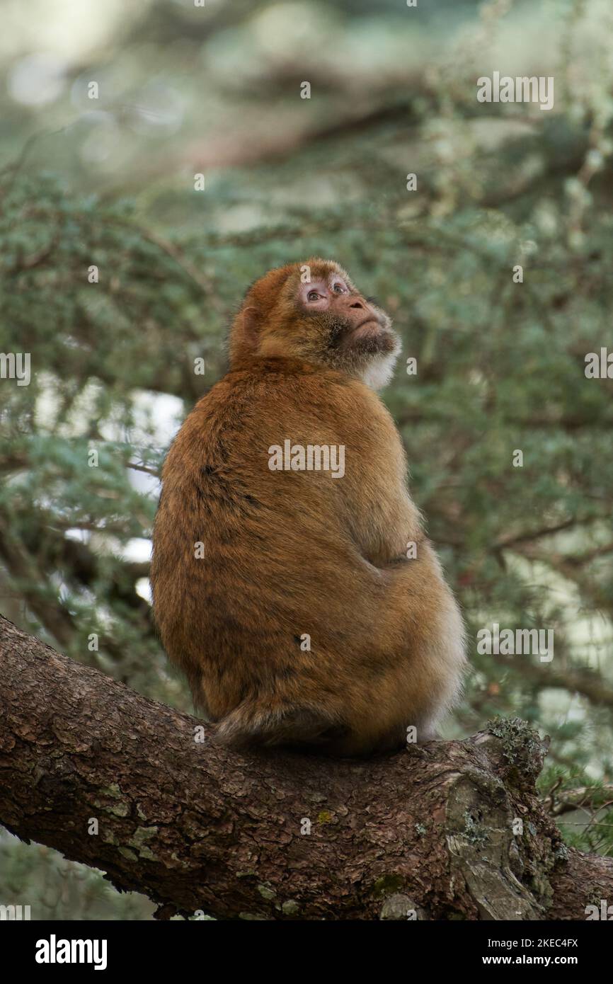 Macaca sylvanus, Berberaffe, Magot, Barbary macaque, Barbary ape Stock ...
