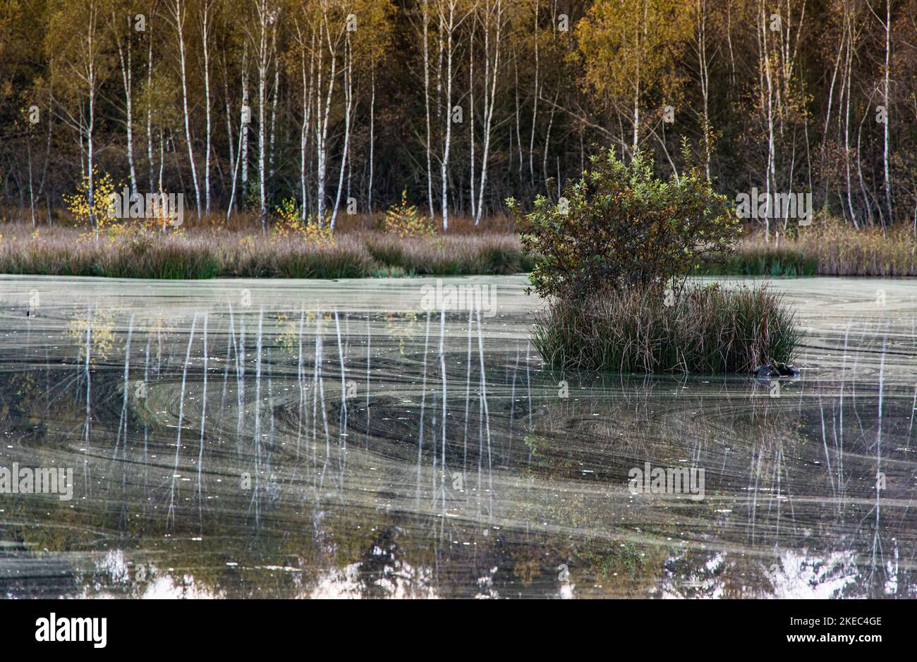 High moor landscape Steinacher Ried near Bad Waldsee, Upper Swabia ...