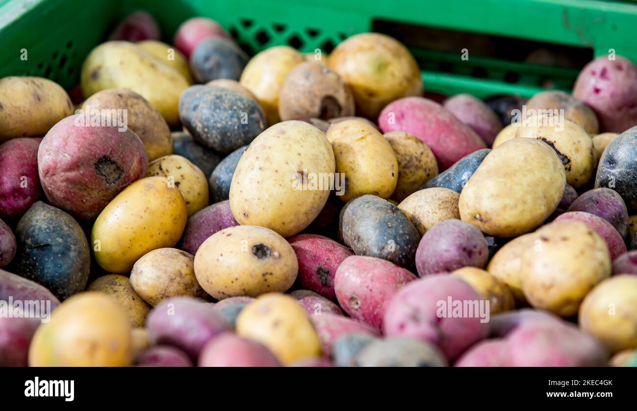 Bad potatoes hi-res stock photography and images - Alamy
