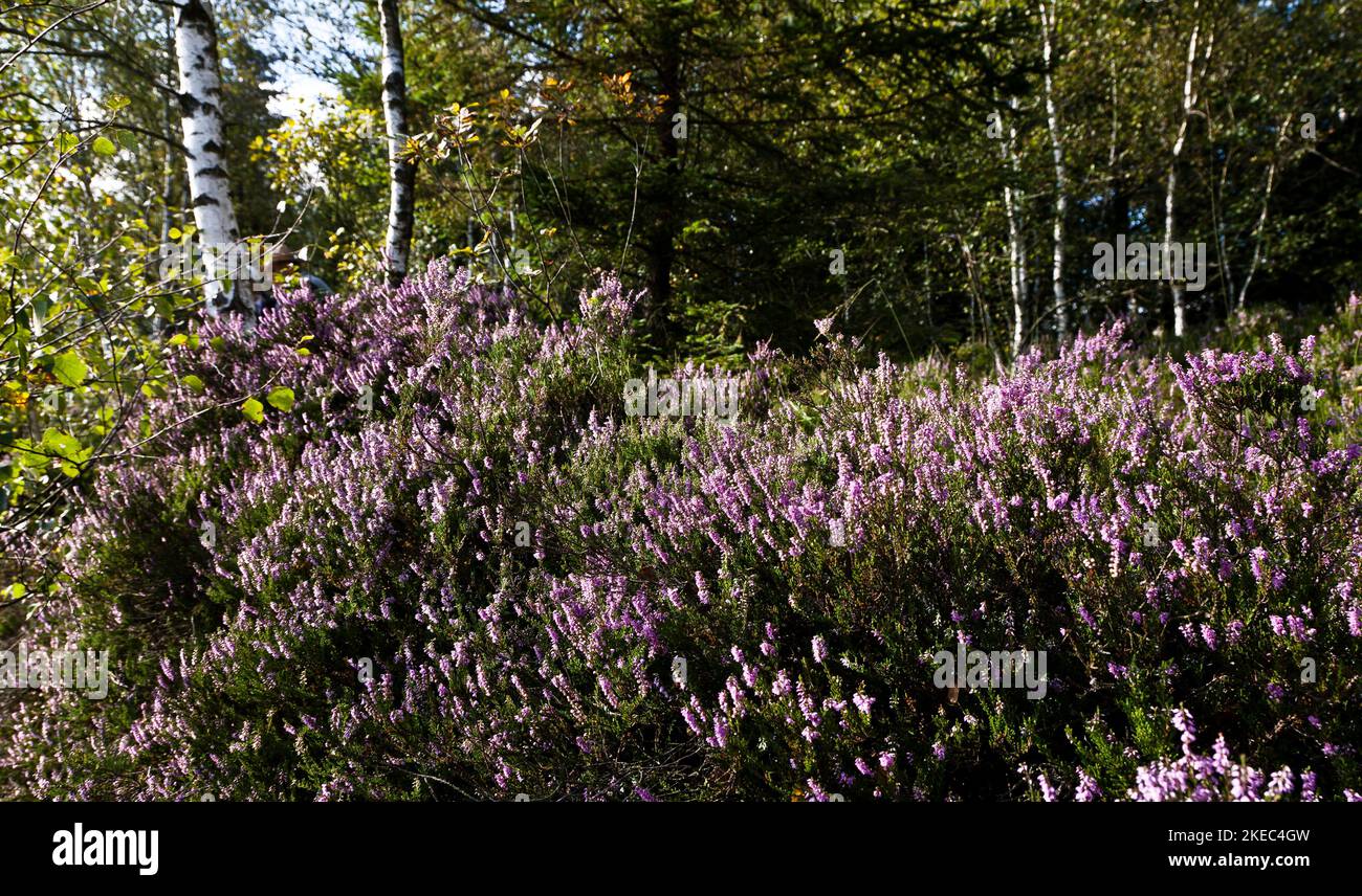 High moor Steinacher Ried near Bad Waldsee, Upper Swabia, Baden ...