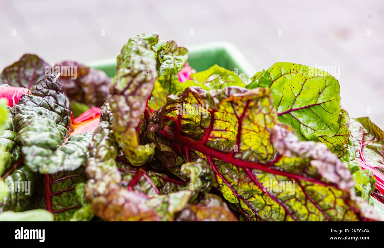 Chard vegetables at the weekly market in Bad Waldsee Baden Württemberg ...