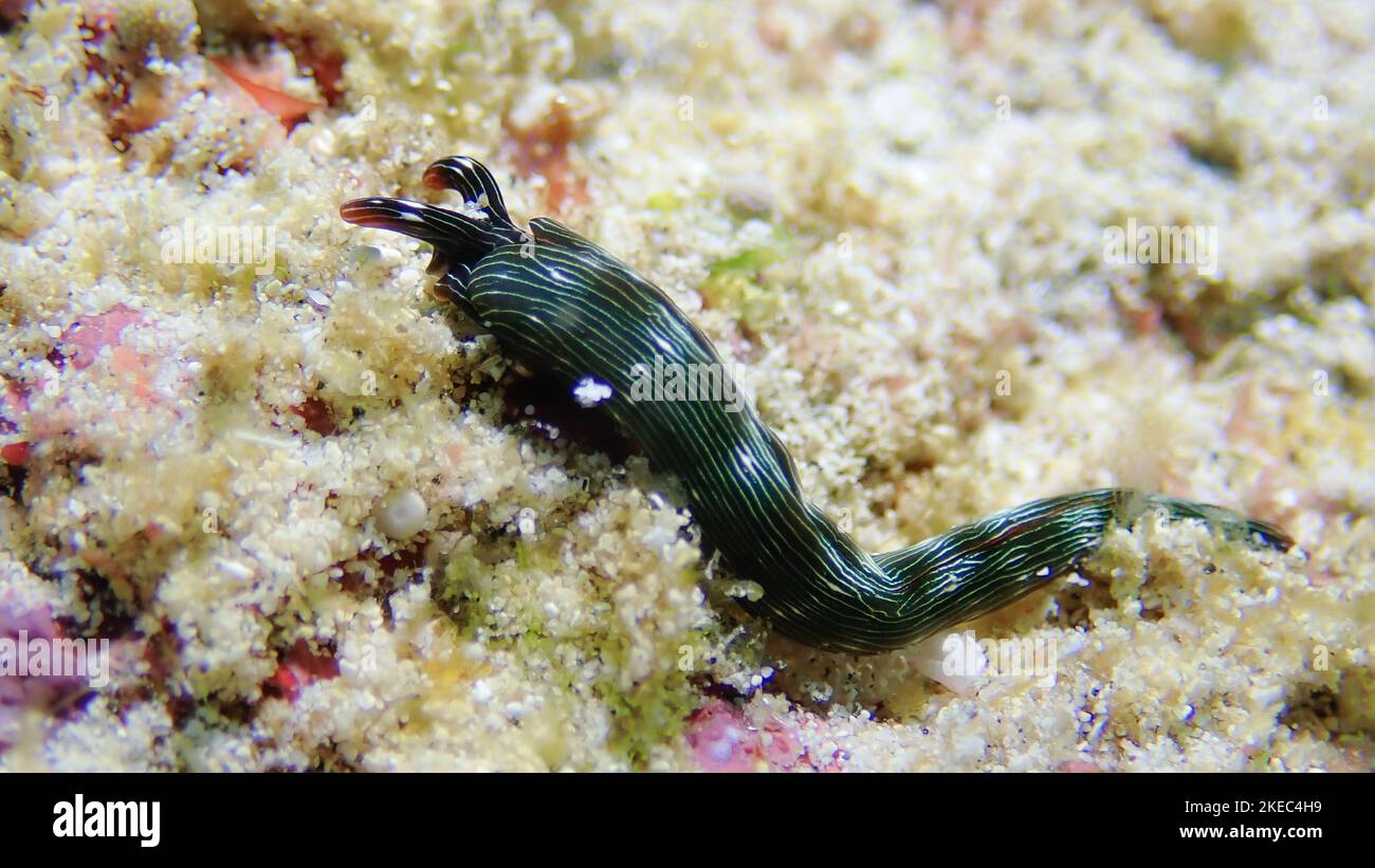 Liparidae hi-res stock photography and images - Alamy