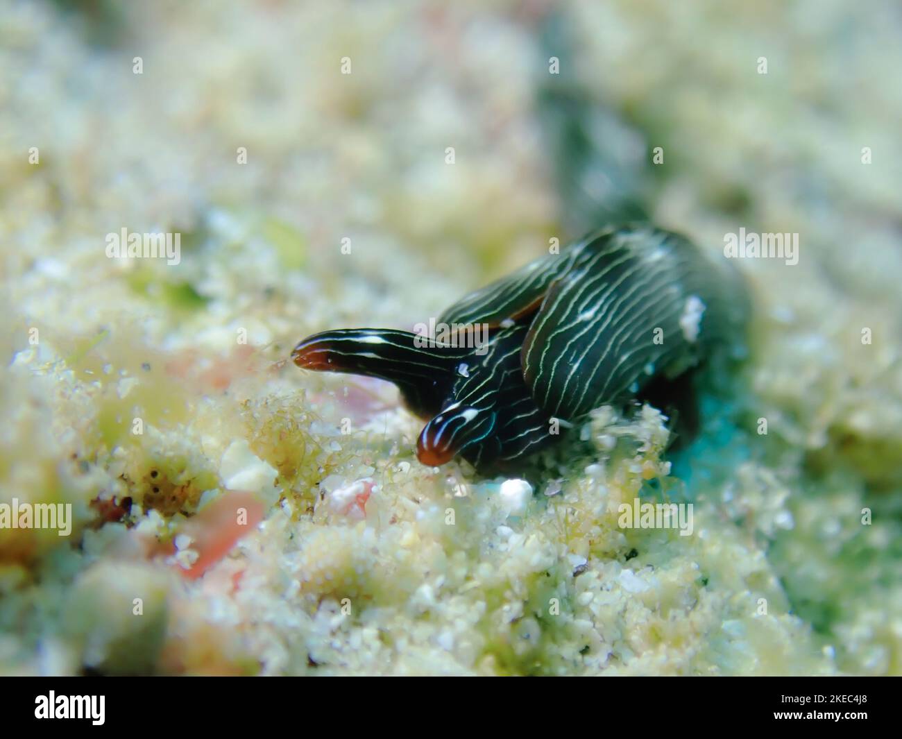 Liparidae hi-res stock photography and images - Alamy