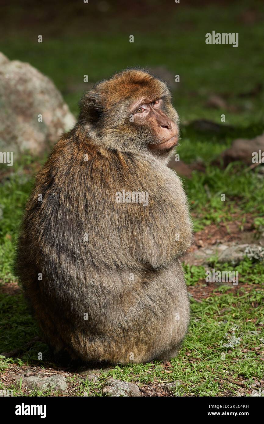 Macaco de barbarie hi-res stock photography and images - Alamy