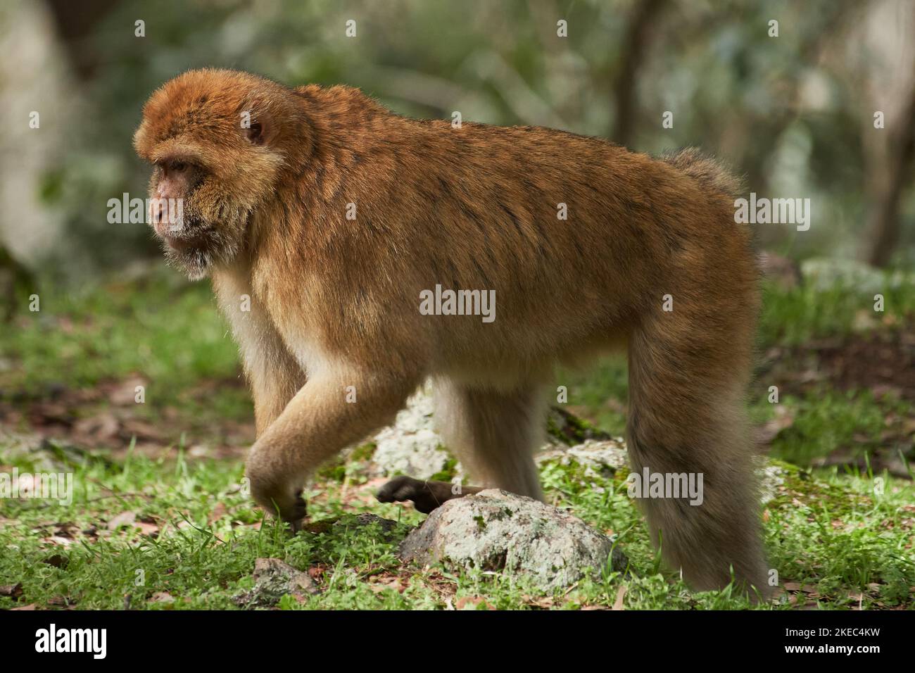 Macaca sylvanus, Berberaffe, Magot, Barbary macaque, Barbary ape Stock ...