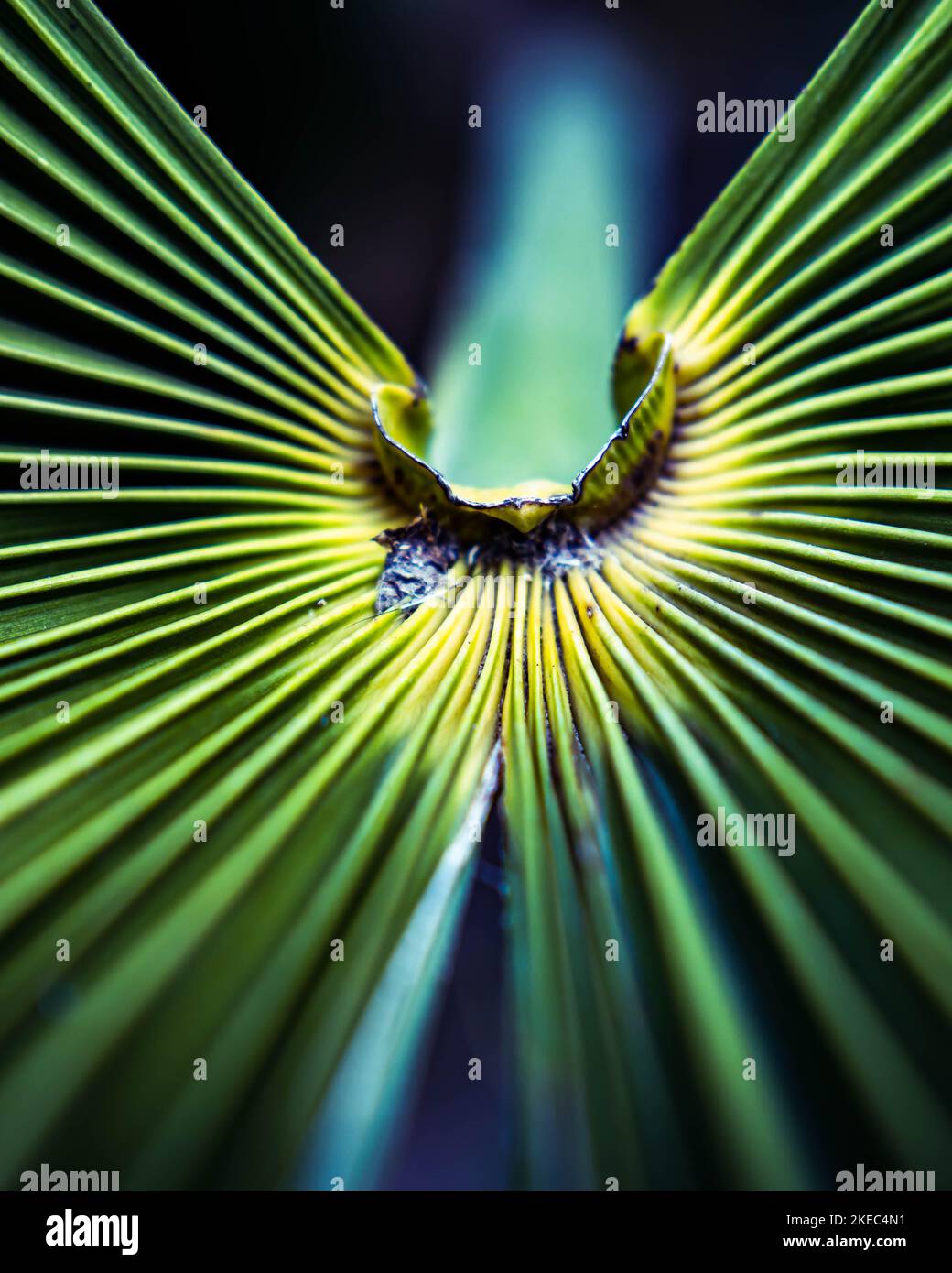 A vertical closeup shot of details on a rotting green palm leaf Stock ...