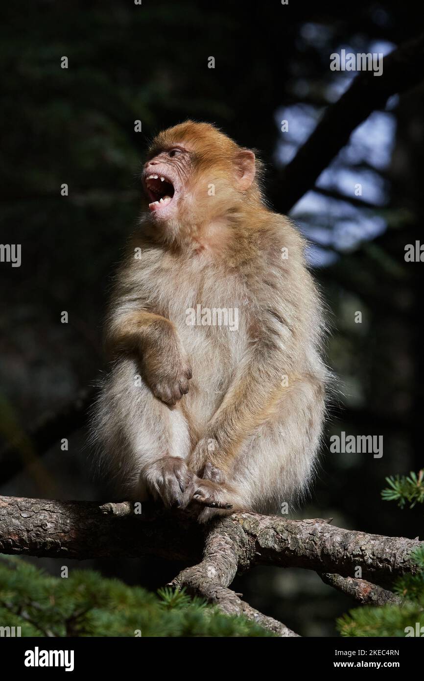 Macaca sylvanus, Berberaffe, Magot, Barbary macaque, Barbary ape Stock ...