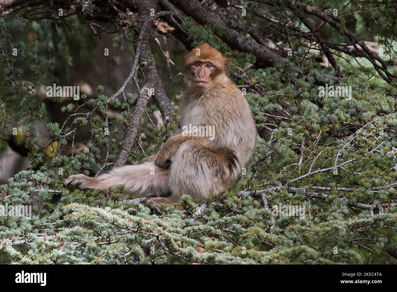 Macaca sylvanus, Berberaffe, Magot, Barbary macaque, Barbary ape Stock ...