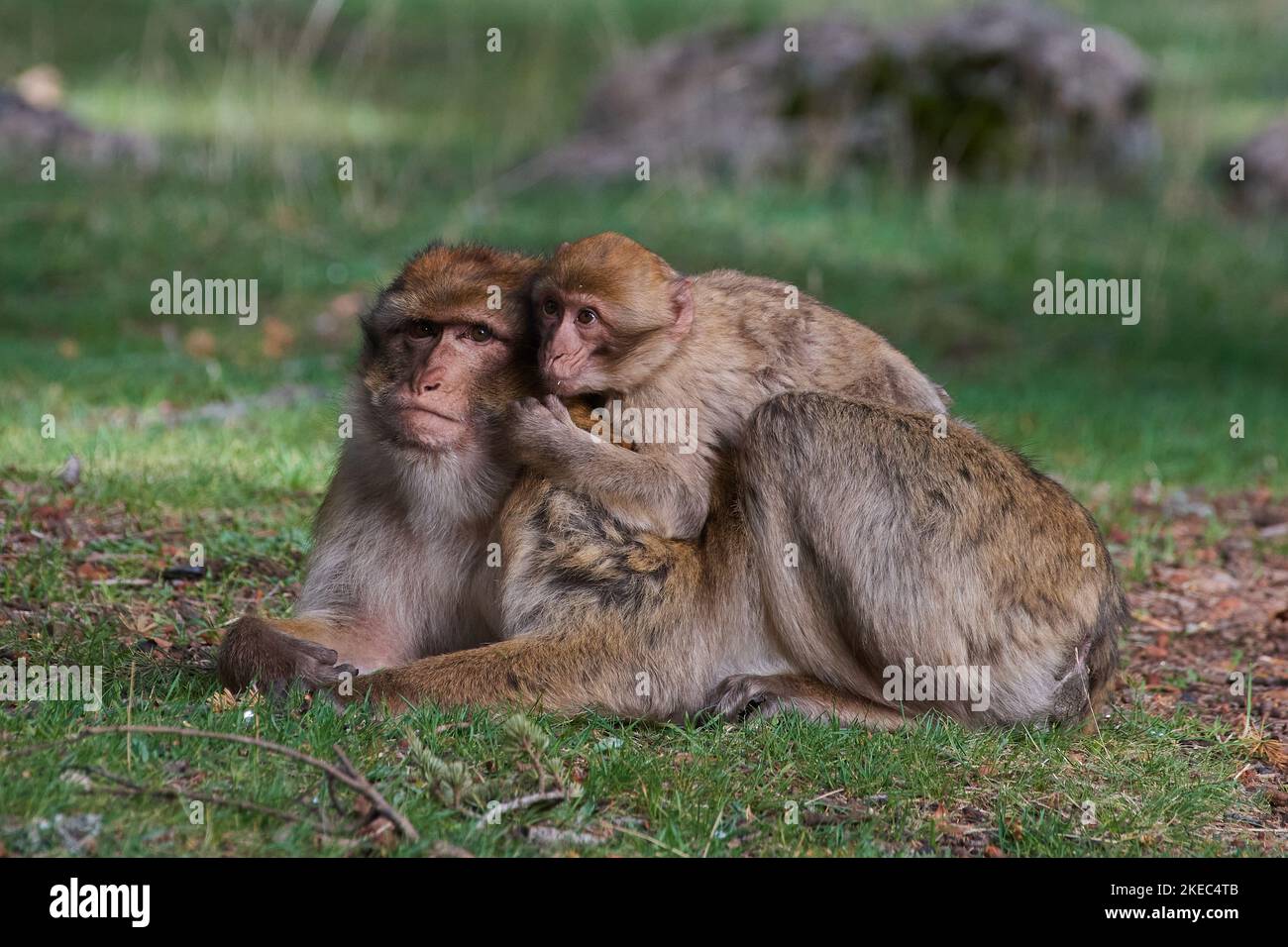 Macaca sylvanus, Berberaffe, Magot, Barbary macaque, Barbary ape Stock Photo - Alamy