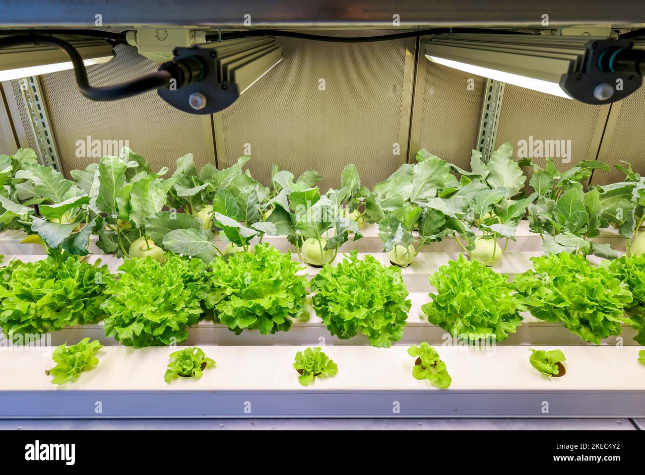 Vegetable cultivation on the Klaeranlage, SUSKULT, Agricultural Systems ...