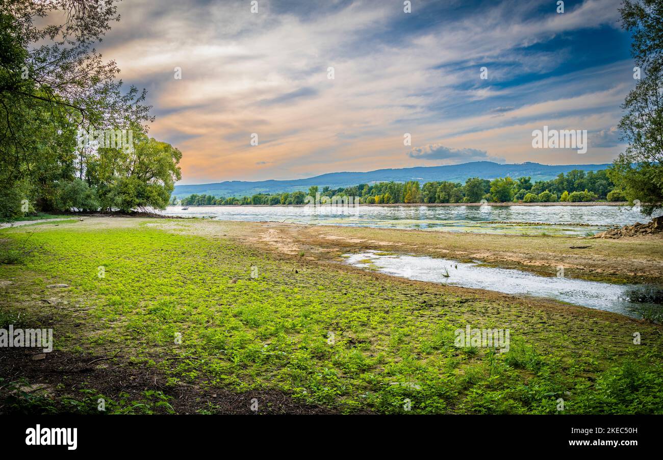 Rhine floodplain near Ingelheim in Rhine-Hesse with sandy beach and ...