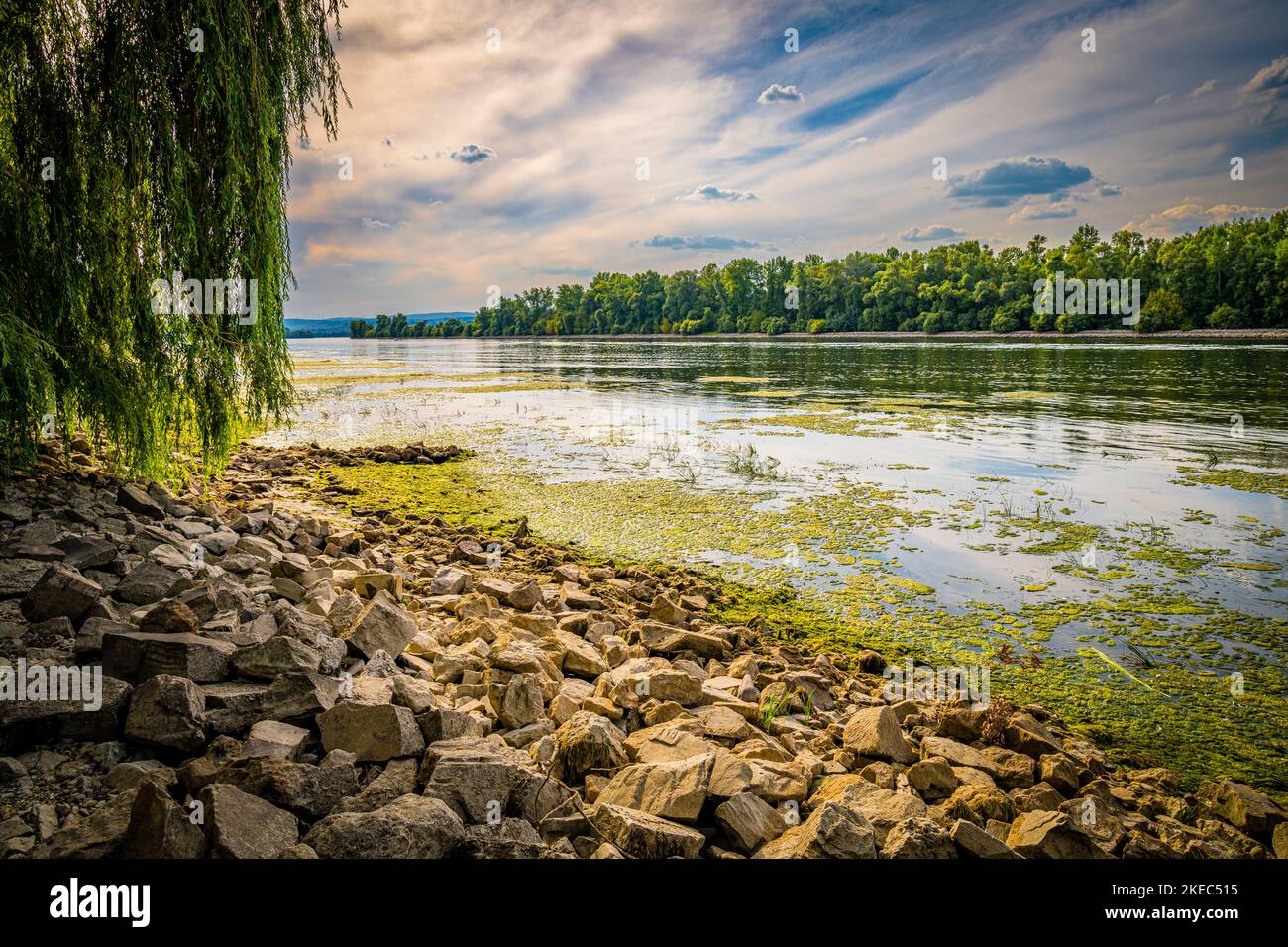 Rhine floodplain near Ingelheim in Rhine-Hesse with sandy beach and ...