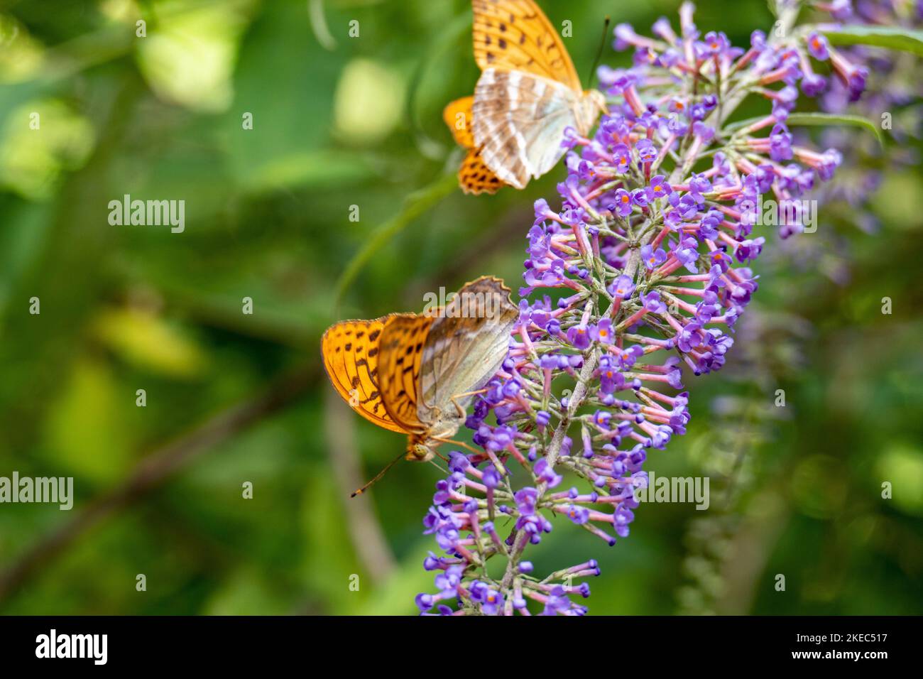 A closeup of butterflies on a purple floral plant against blur ...