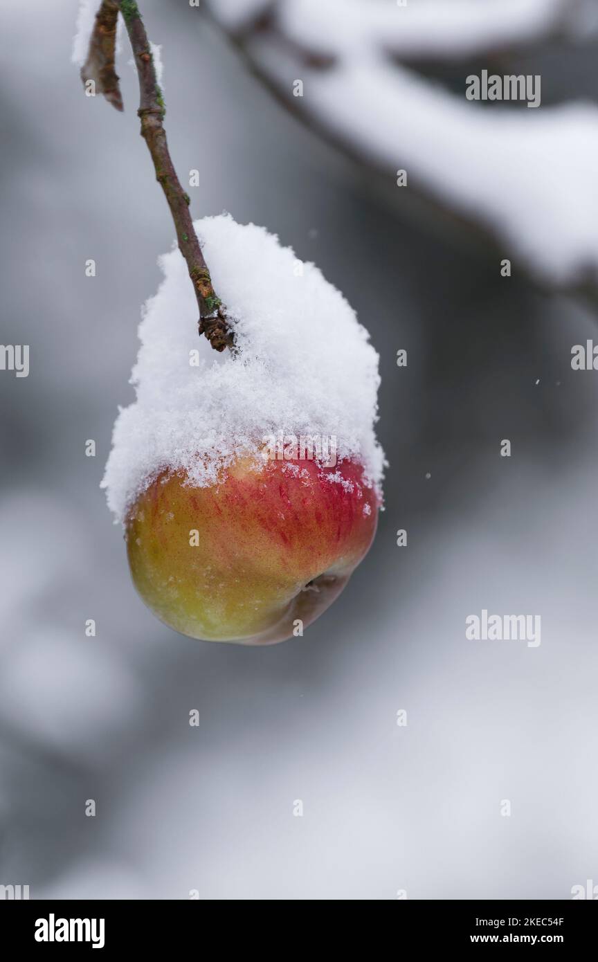 Snow covered apple trees in winter with snowfall hi-res stock ...
