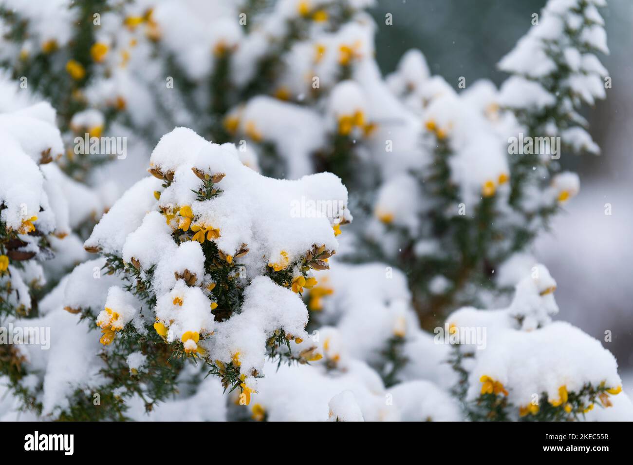 Gorse in bloom background hi-res stock photography and images - Alamy