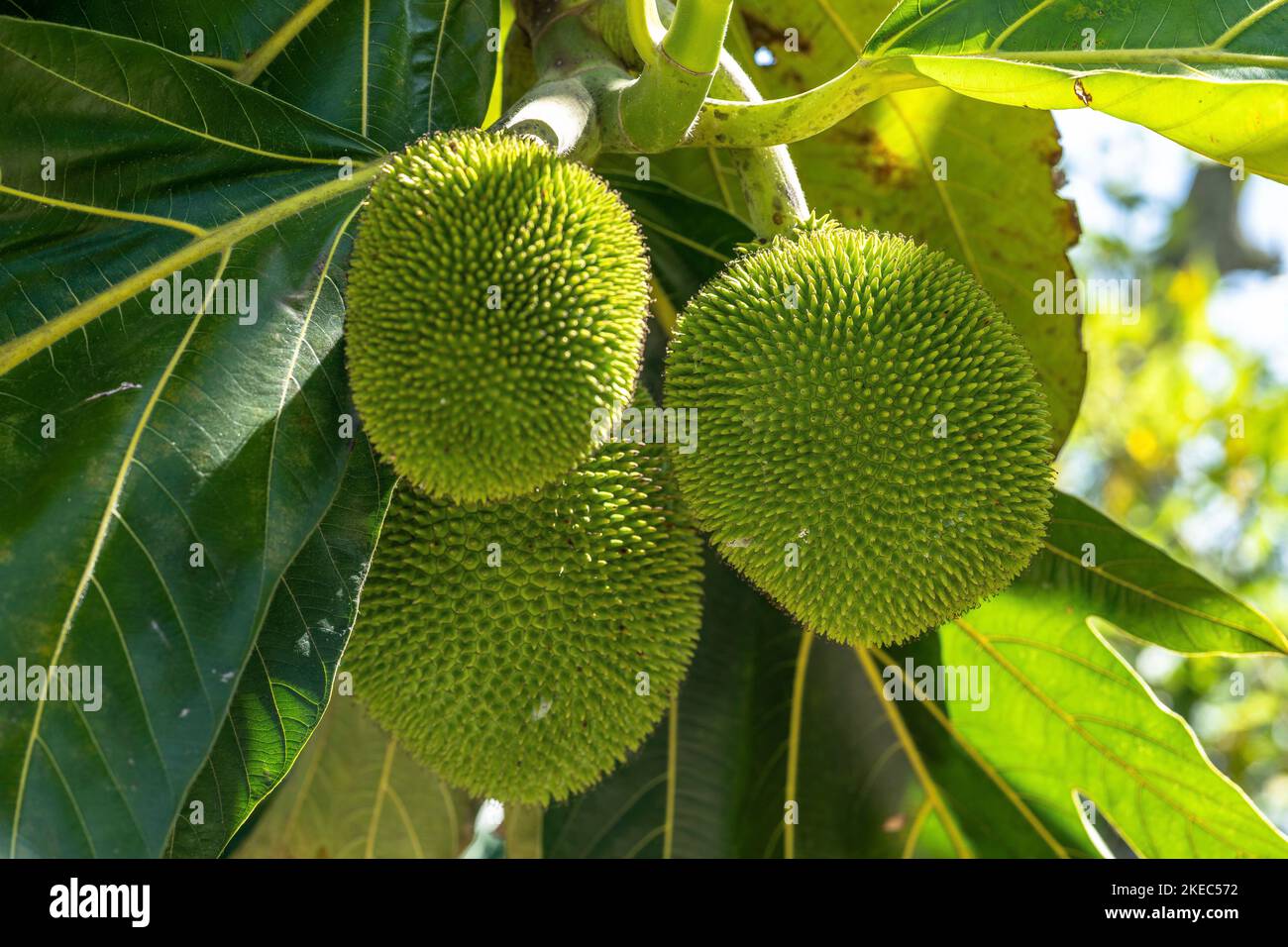 North America, Caribbean, Greater Antilles, Hispaniola Island ...