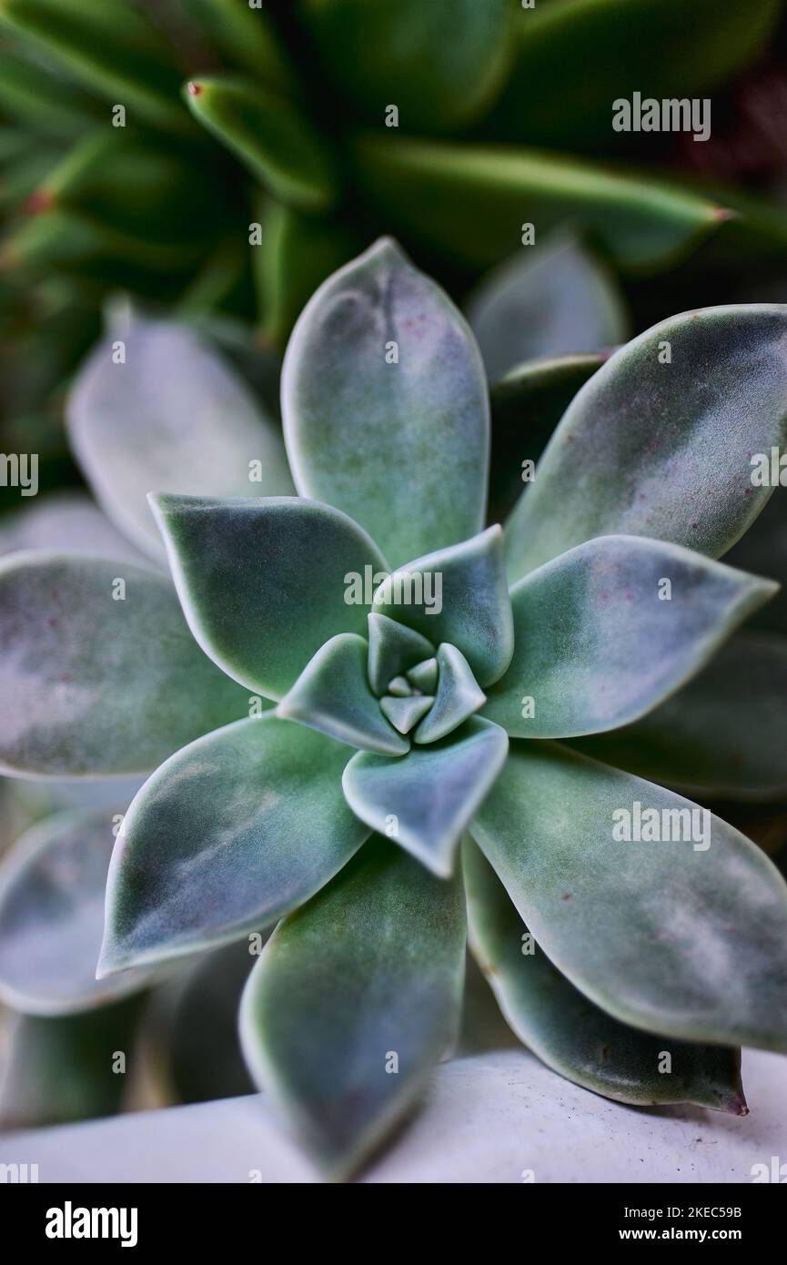 Close-up of Graptopetalum Paraguayense plants seen from above Stock ...