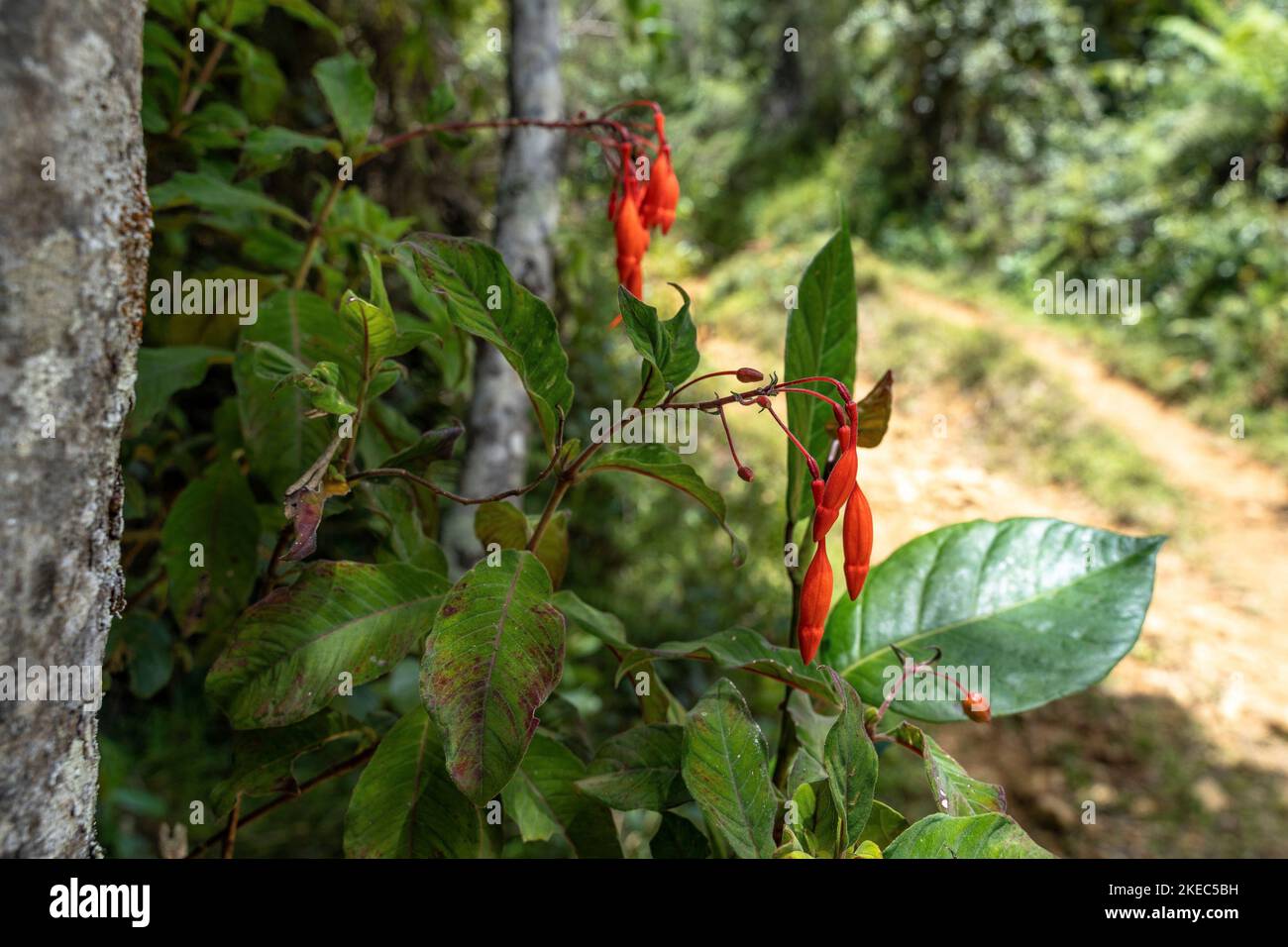 North America, Caribbean, Greater Antilles, Hispaniola Island ...