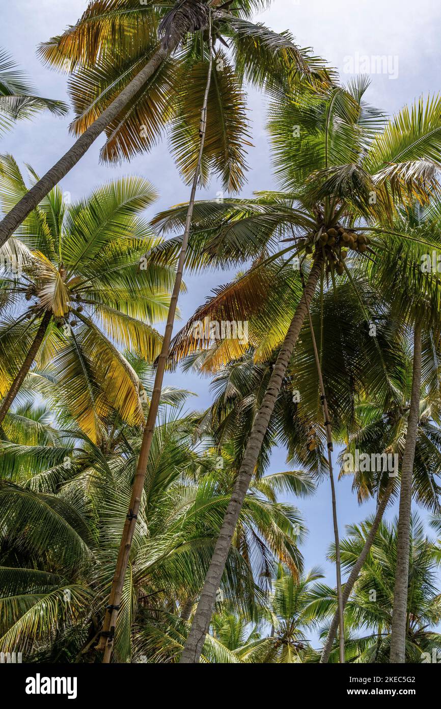 North America, Caribbean, Greater Antilles, Hispaniola Island ...