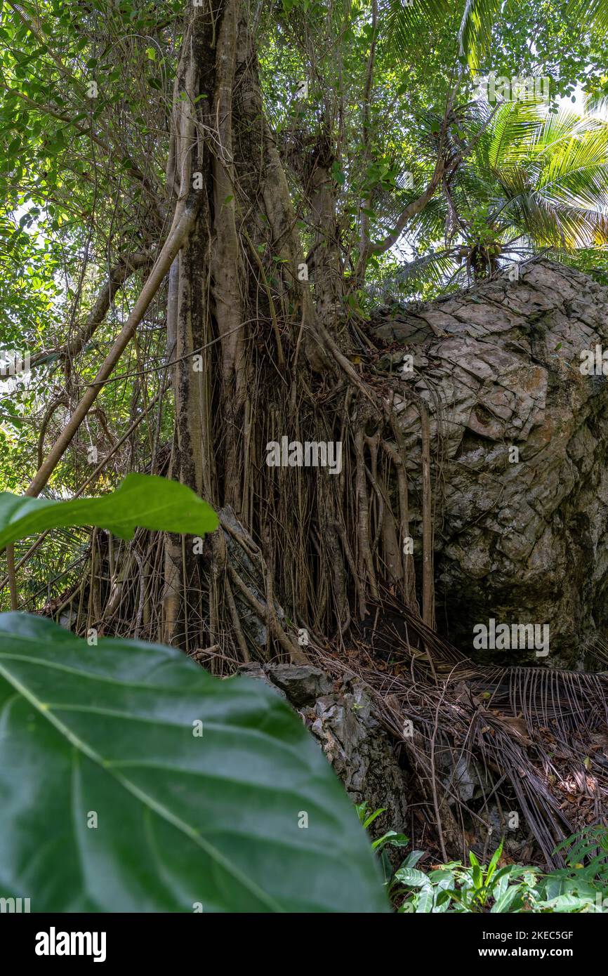 North America, Caribbean, Greater Antilles, Hispaniola Island ...