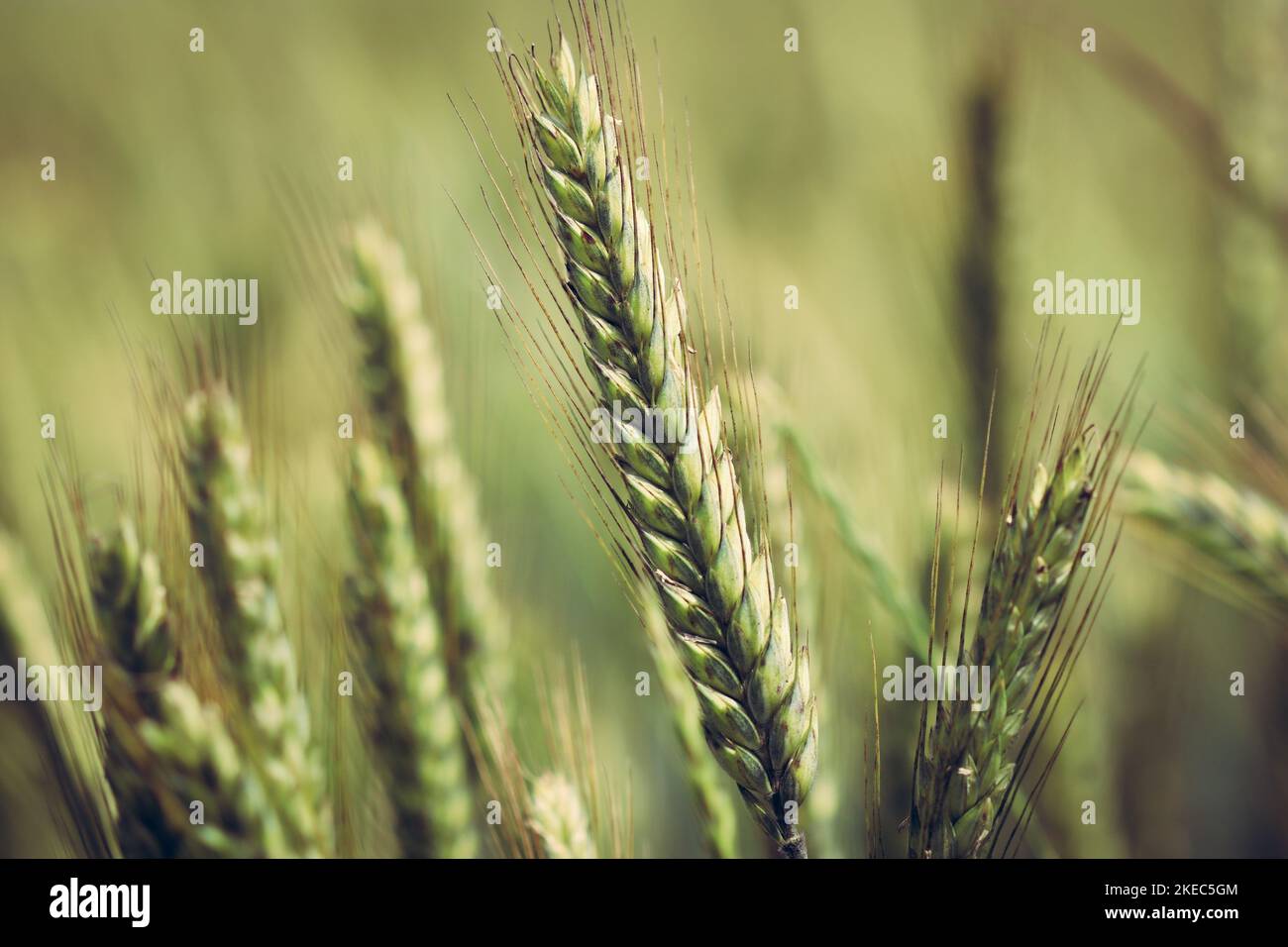 Close up on ears of triticale grain growing on cultivated field Stock ...