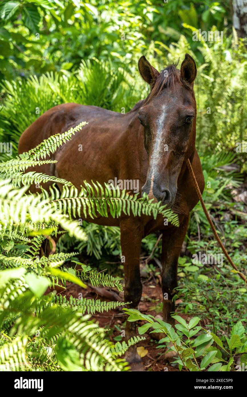 North America, Caribbean, Greater Antilles, Hispaniola Island ...