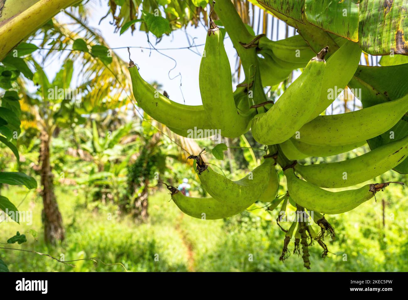 North America, Caribbean, Greater Antilles, Hispaniola Island ...