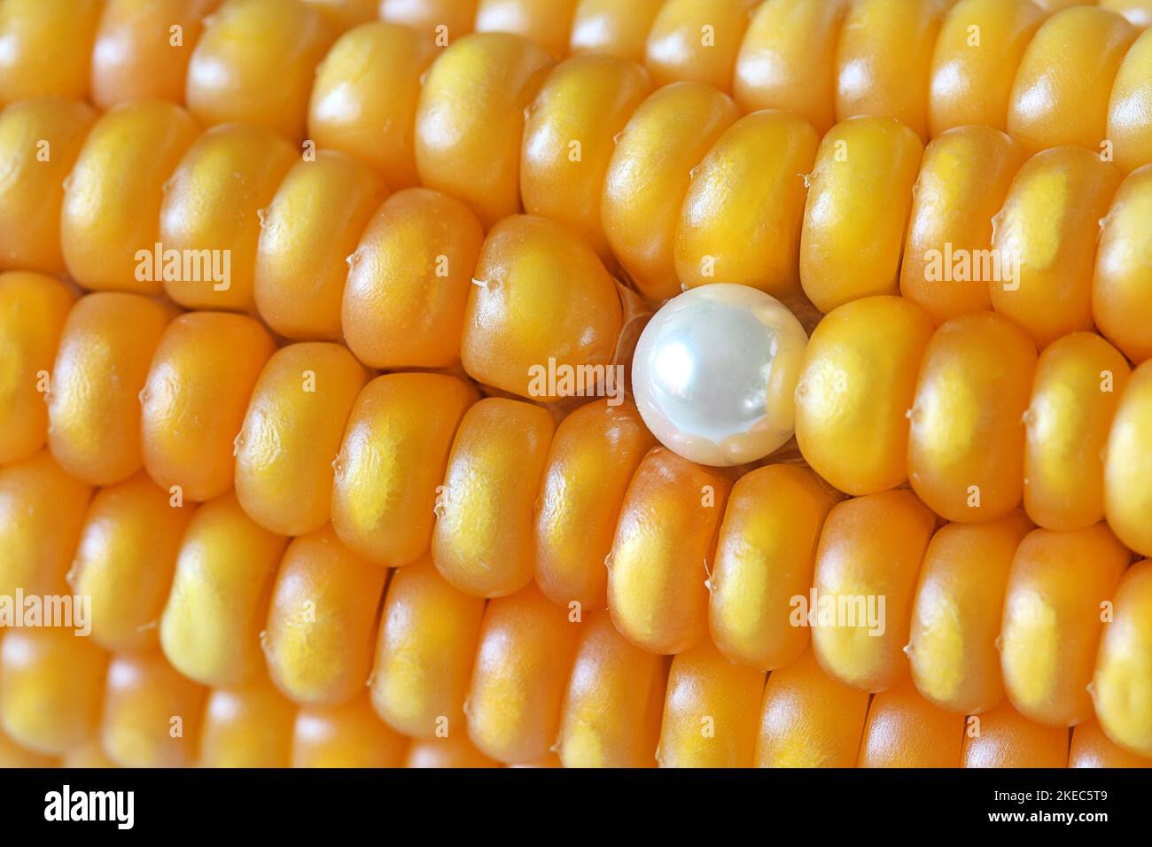 Jewelry and Food Series: Single Pearl Ear Stud on Maize Corns Stock ...