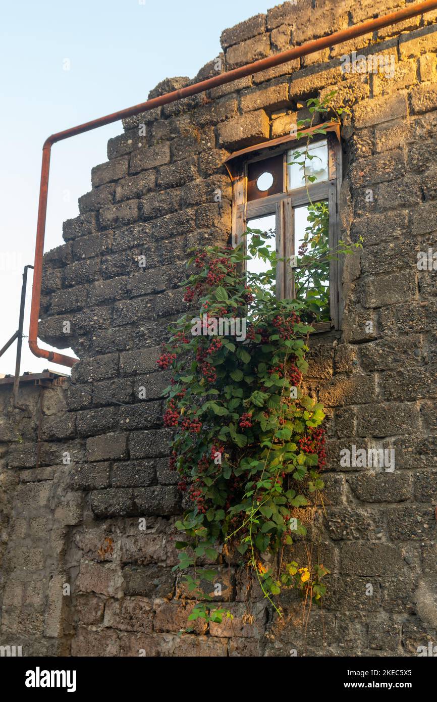 An old wall and a blackberry bush growing on it. Old wall Stock Photo ...