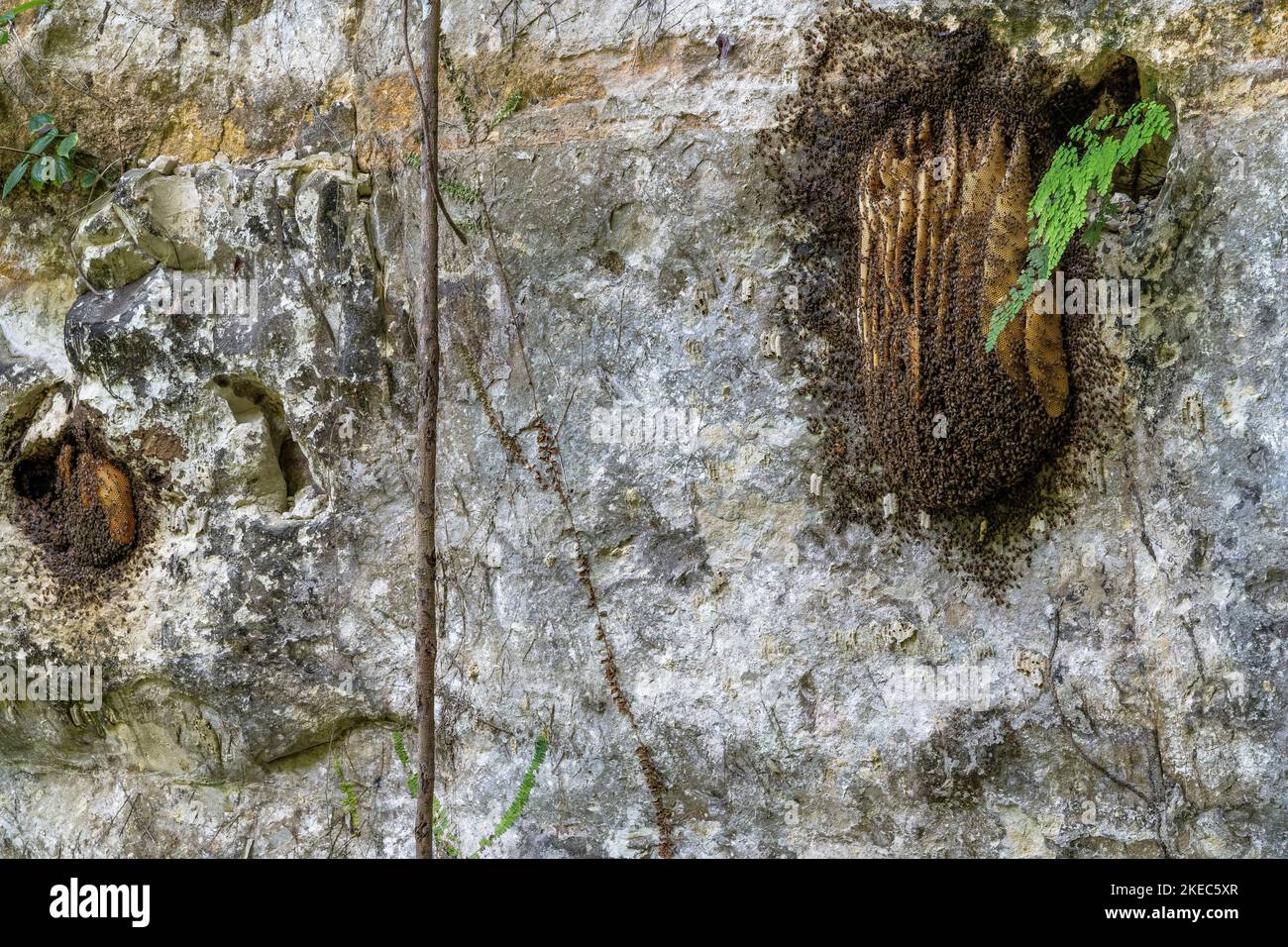 North America, Caribbean, Greater Antilles, Hispaniola Island ...