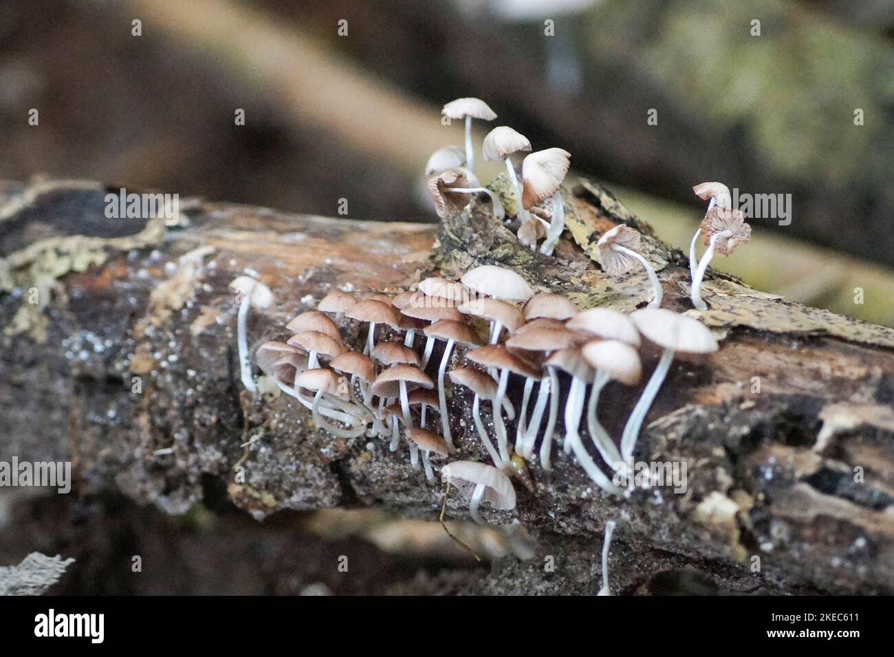 Champignon outdoors hi-res stock photography and images - Alamy