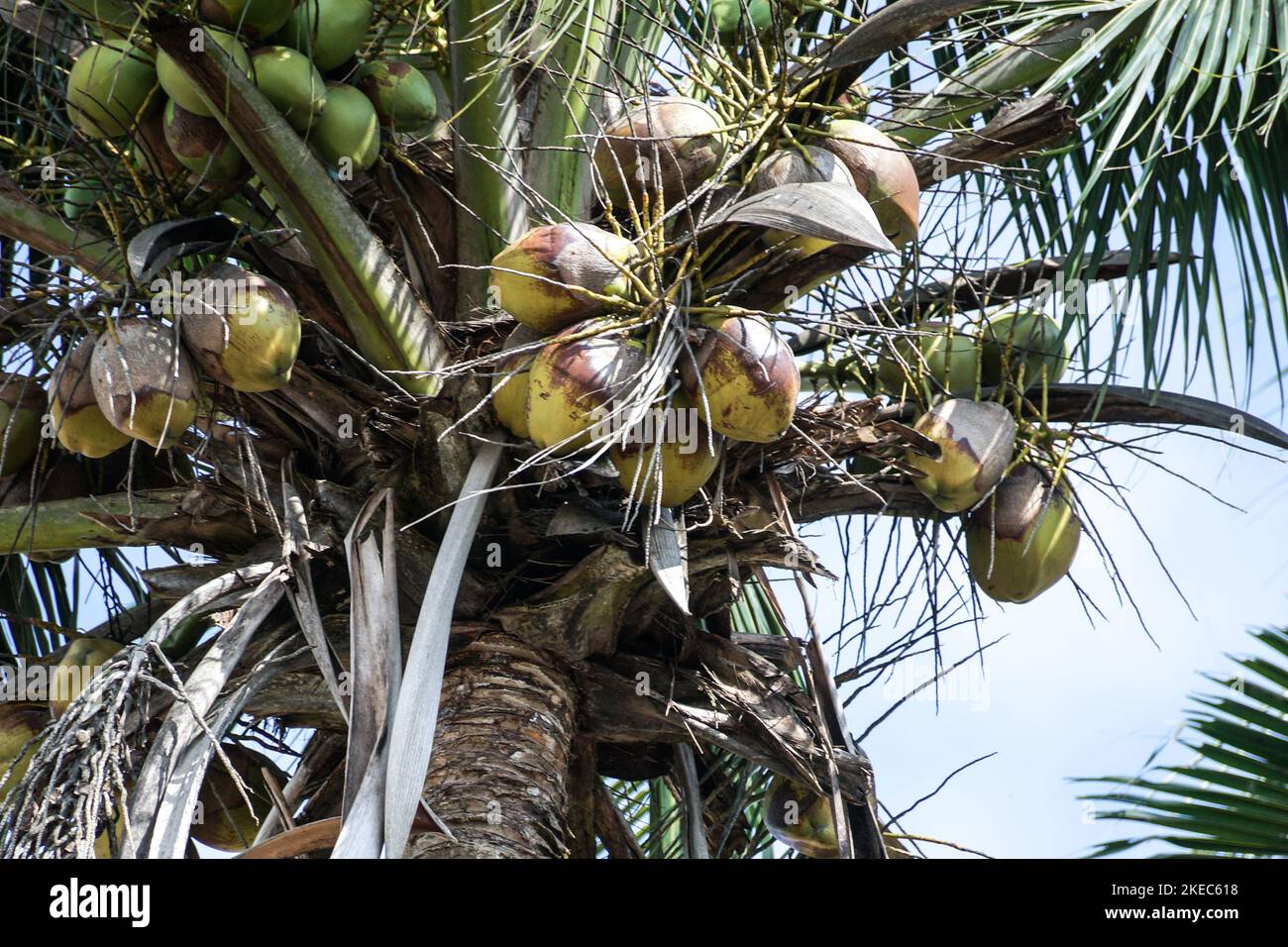 Cocotier hi-res stock photography and images - Alamy