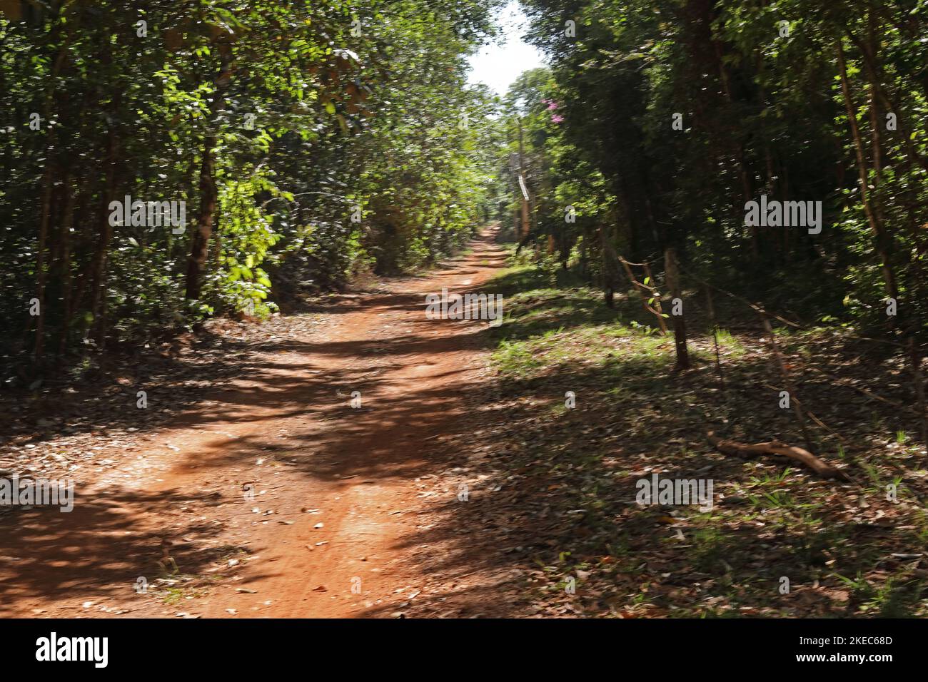 Rainforest road brazil hi-res stock photography and images - Alamy