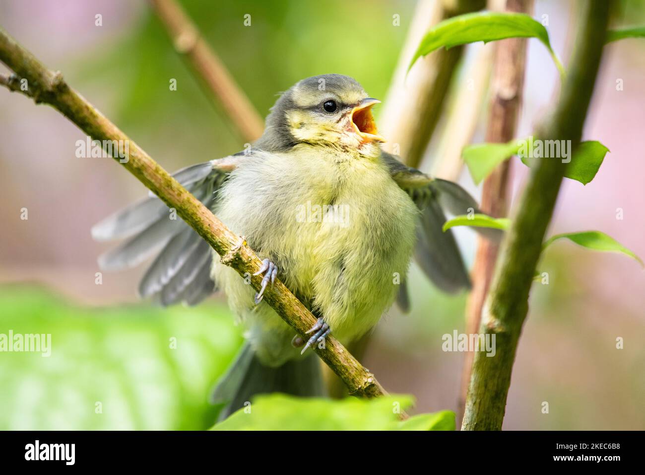 Fledgling blue tit begging for food - beak open fluttering wings - UK ...