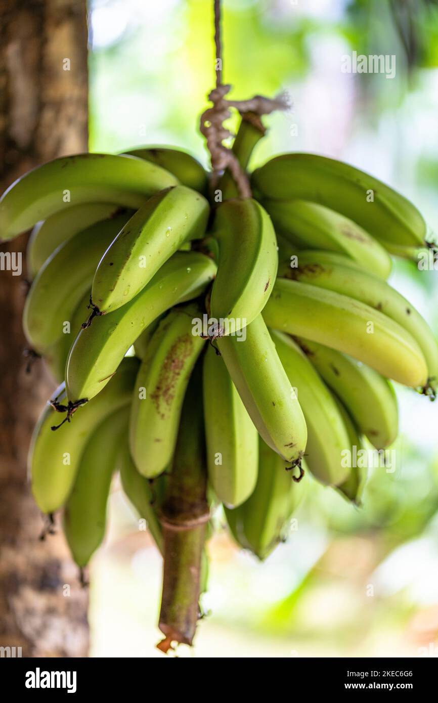 North America, Caribbean, Greater Antilles, Hispaniola Island ...