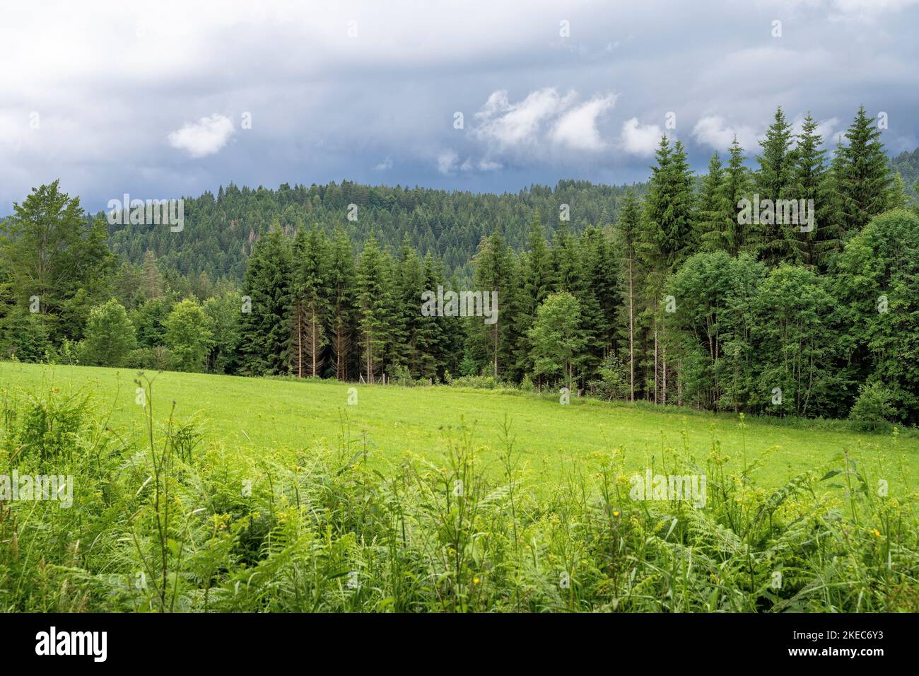 Europe, Germany, Southern Germany, Baden-Wuerttemberg, Black Forest ...