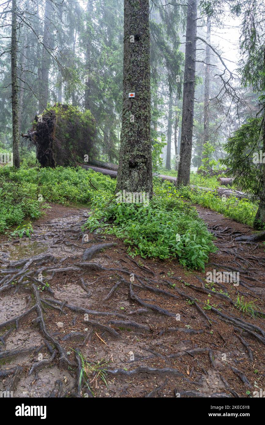 Europe, Germany, Southern Germany, Baden-Wuerttemberg, Black Forest ...