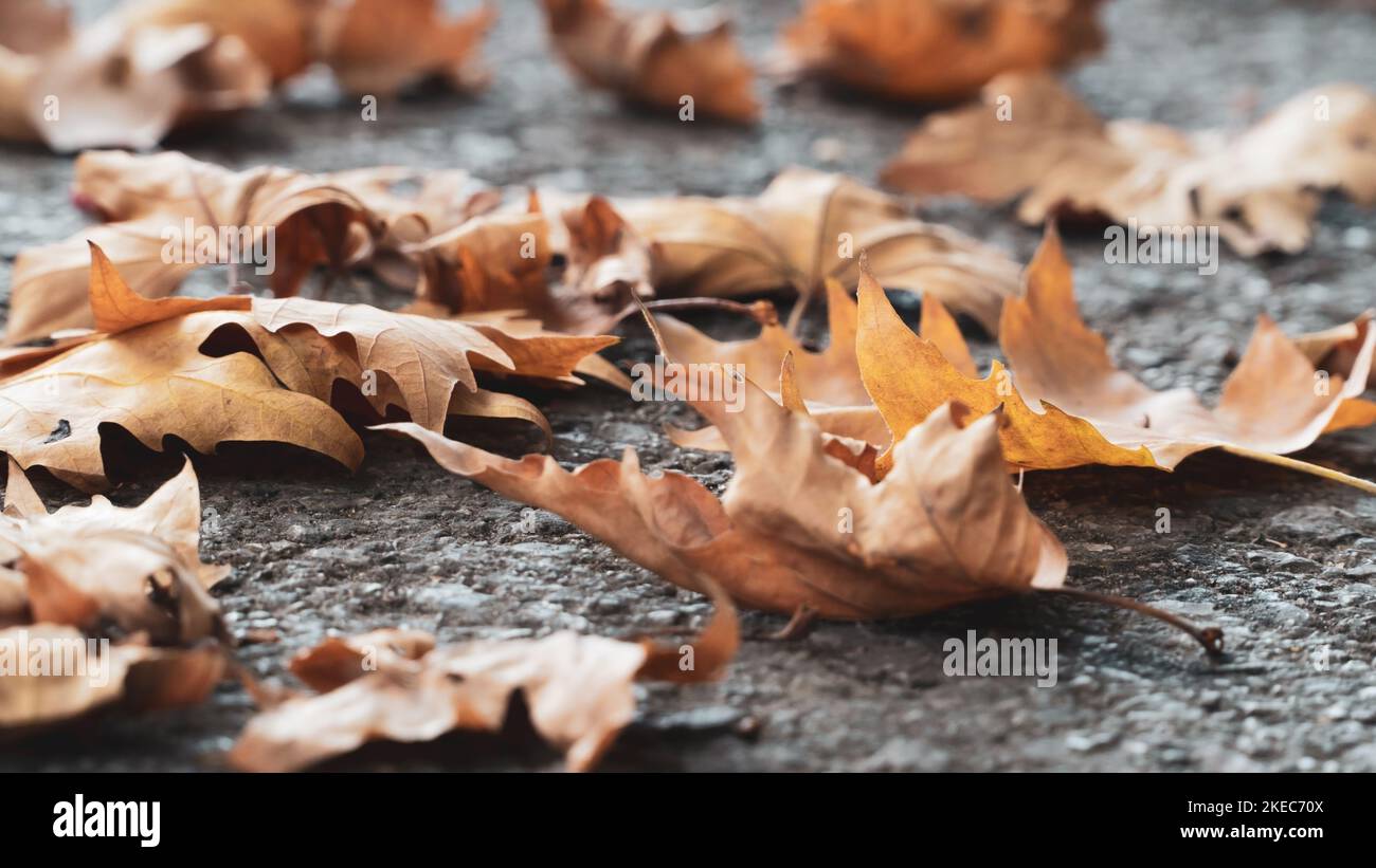 Autumn leaves background. Plane tree leaves on the street. Romantic and ...