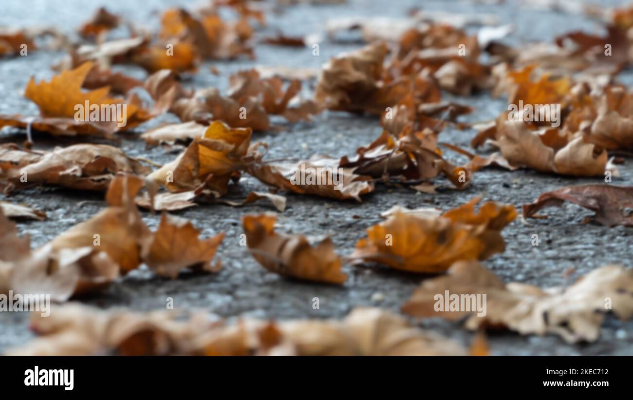 Autumn leaves background. Plane tree leaves on the street. Romantic and ...