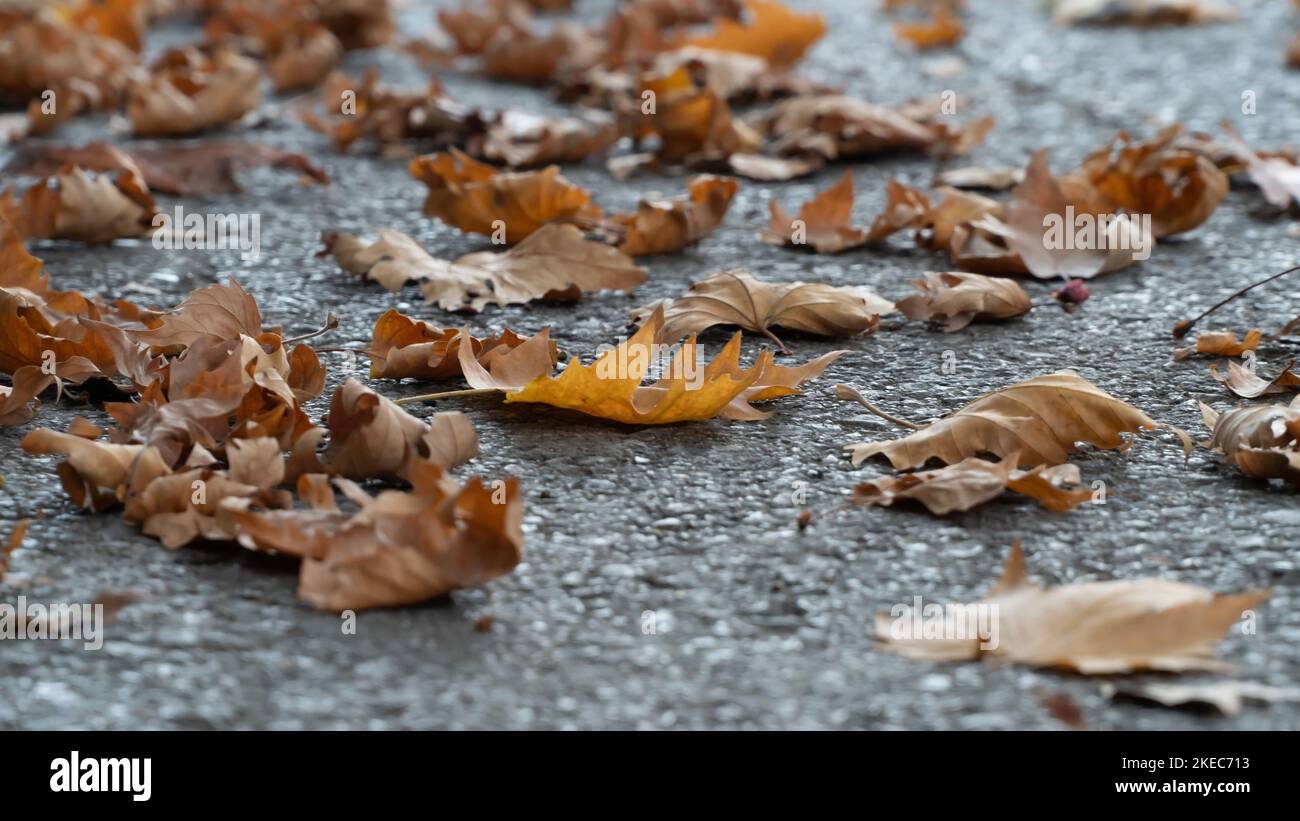 Autumn leaves background. Plane tree leaves on the street. Romantic and ...