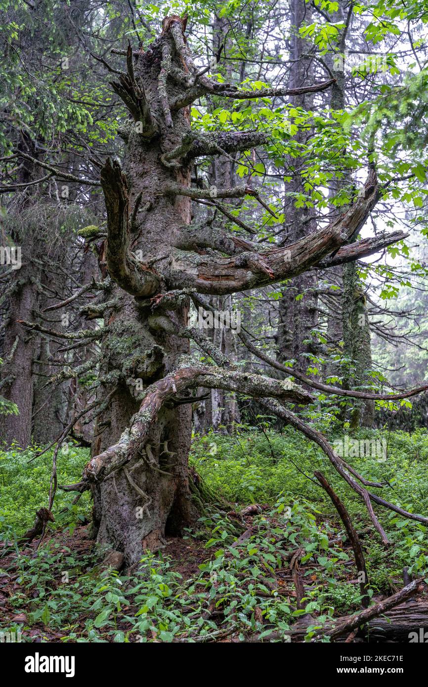 Europe, Germany, Southern Germany, Baden-Wuerttemberg, Black Forest ...