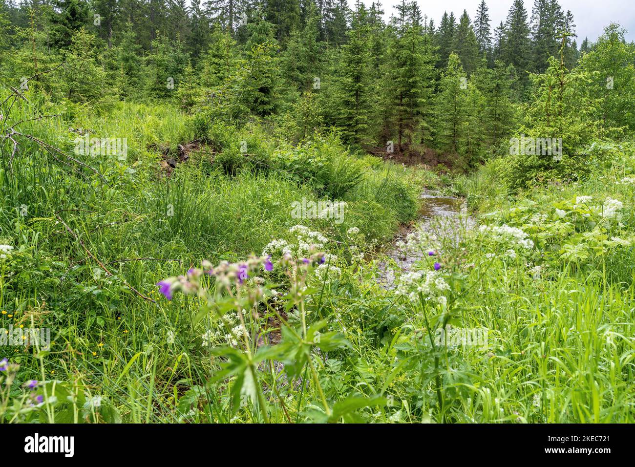 Europe, Germany, Southern Germany, Baden-Wuerttemberg, Black Forest ...