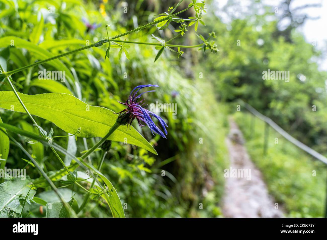 Europe, Germany, Southern Germany, Baden-Wuerttemberg, Black Forest ...
