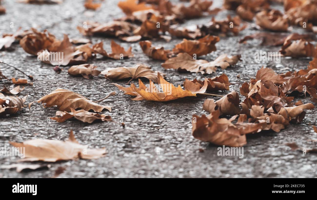 Autumn leaves background. Plane tree leaves on the street. Romantic and ...